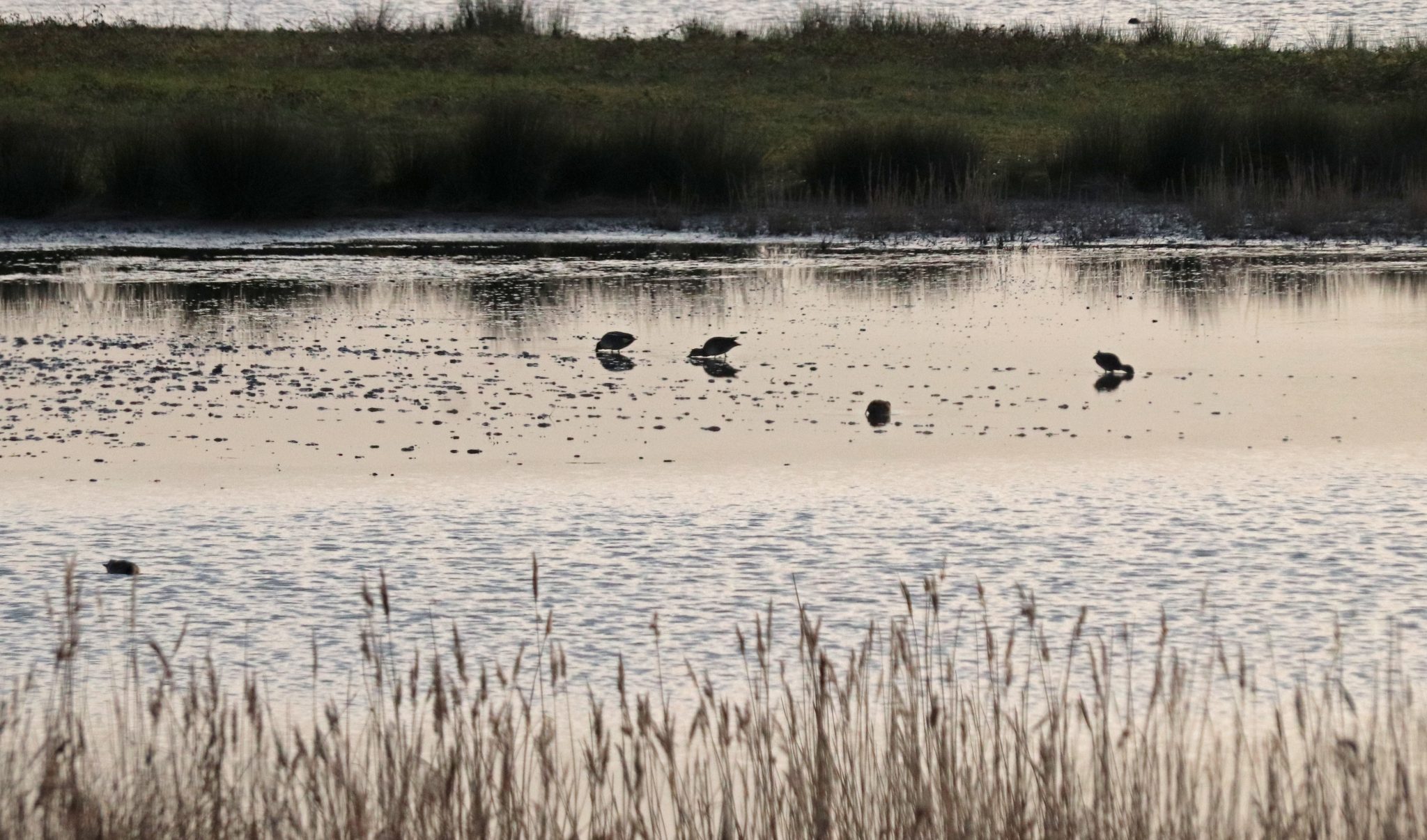 Newport Wetlands – great expectations from a post-industrial landscape ...